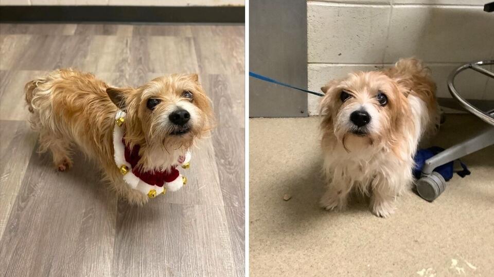 Meet The Friendly Little Dog Looking For Love - NewsBreak