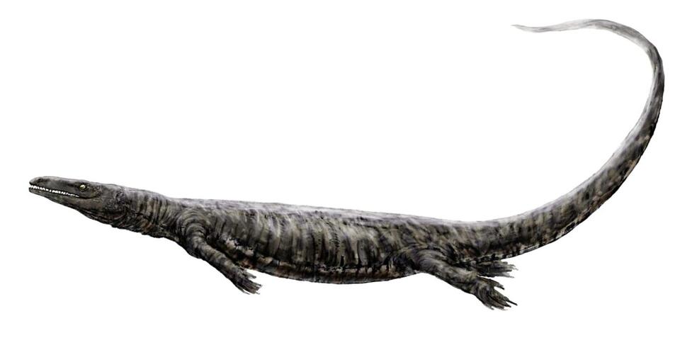 The Sea Tyrant That Hid in U.S. Museums for 150 Years - NewsBreak