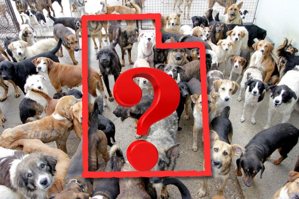 How Many Is Too Many Pets In A Utah Home? - NewsBreak