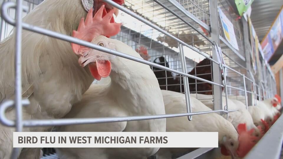 BIRD FLU | Highly pathogenic avian influenza detected in commercial ...