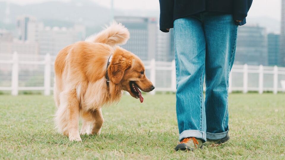 10 Dog Breeds That Will Follow You Everywhere And Love Every Minute ...