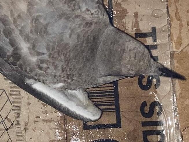Shore Animal Control says it picked up an injured seagull in Avalon ...