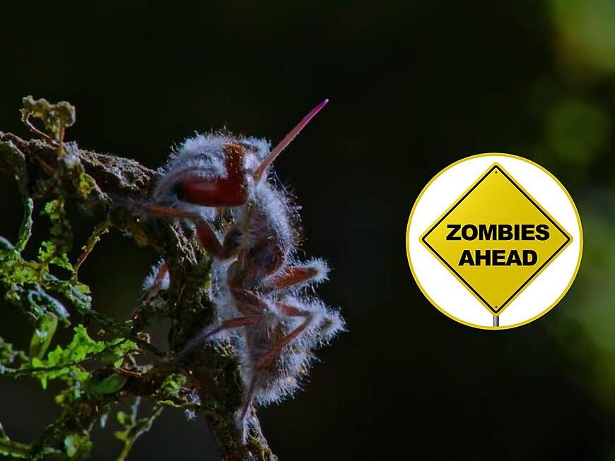 This Funky Fungus Turns Indiana Insects Into “Zombies” – But It’s Good ...