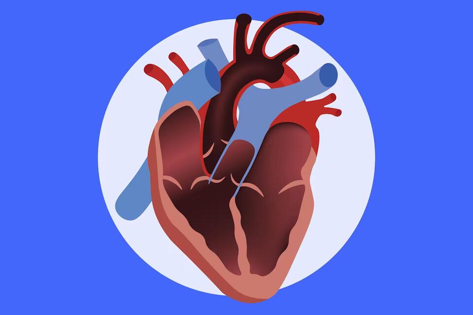 Anatomy of the Heart: A Visual Guide - NewsBreak
