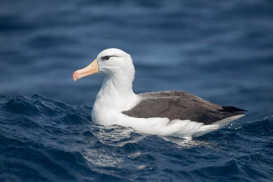 The Complete List of 38 Animals With Webbed Feet - NewsBreak