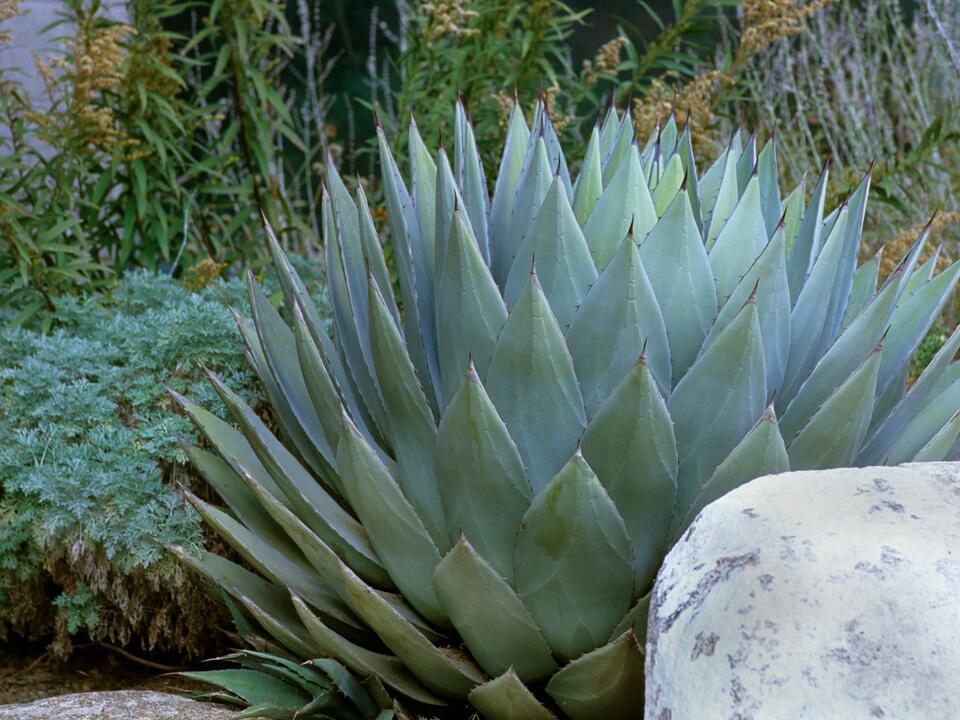 How to propagate agaves – 7 simple steps for successful results with ...