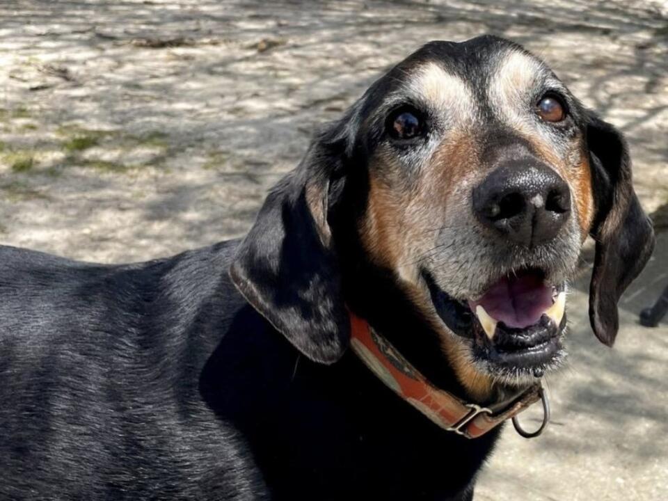 Longtime Senior Shelter Dog Is Hoping for the Perfect Family To Call ...