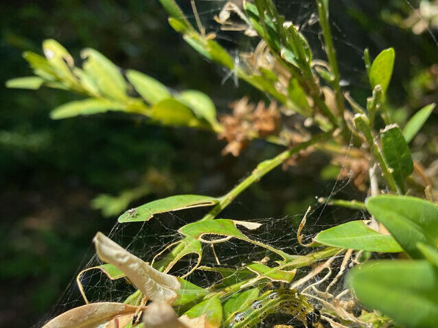 Box tree moth found in Kent County