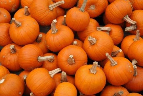 The Surprising Scale Of Pumpkin Production In Illinois - NewsBreak