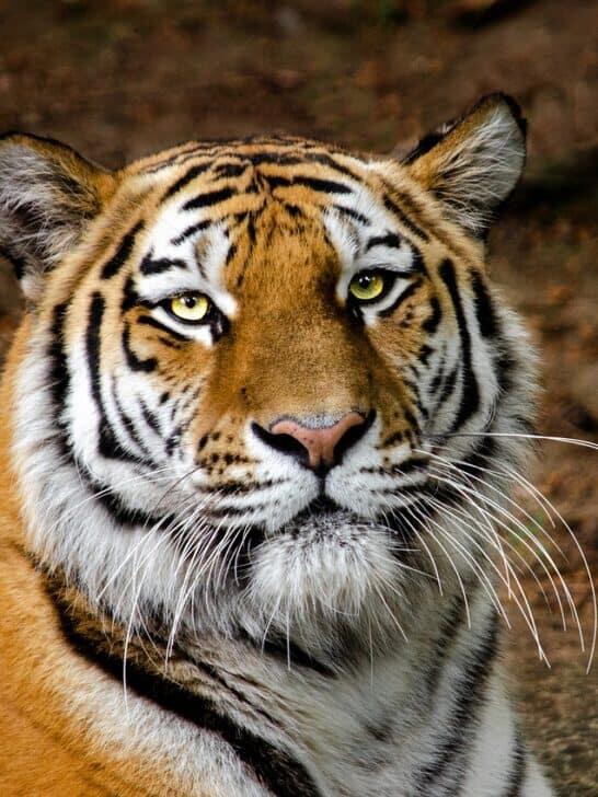 The Epic Showdown Between a Tiger and a Cobra - NewsBreak