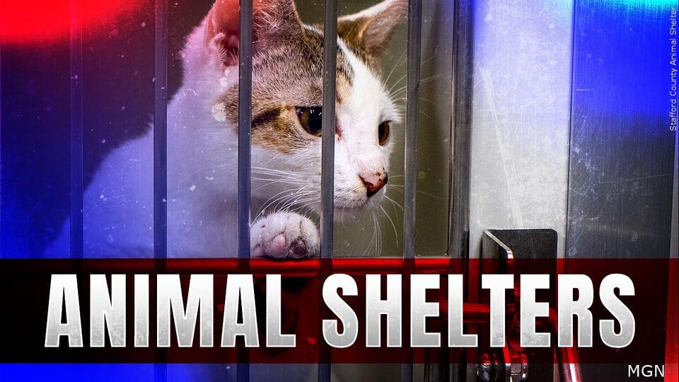 Bladen County Animal Shelter is full - NewsBreak