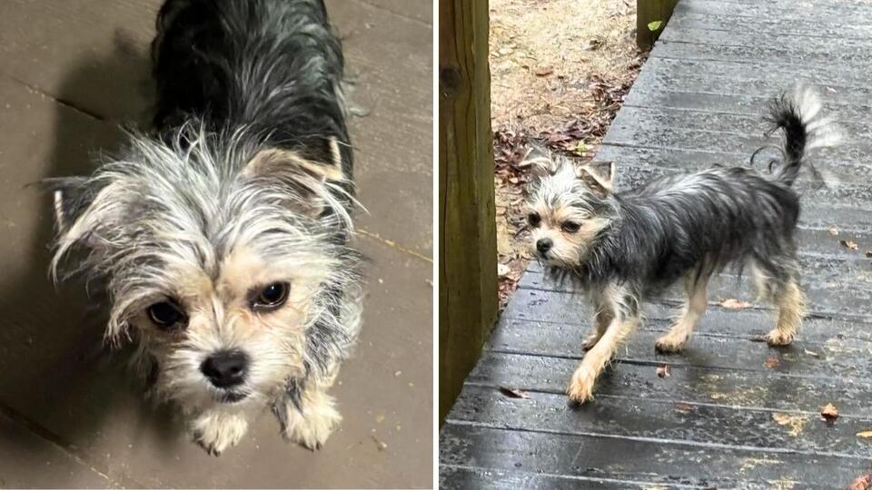 Meet The Tiny 10-Pound Yorkie Now Searching For Love After Overcoming ...