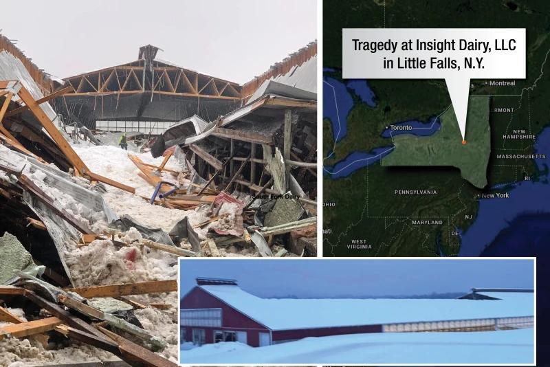 Heartbreak at Insight Dairy: A Tragic Winter Barn Roof Collapse - NewsBreak
