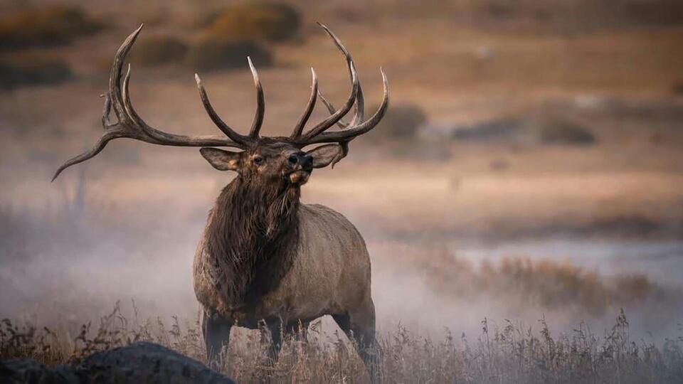 Hunter Kills Huge ‘Split 5’ Bull Elk From Estes Park Urban Herd - NewsBreak