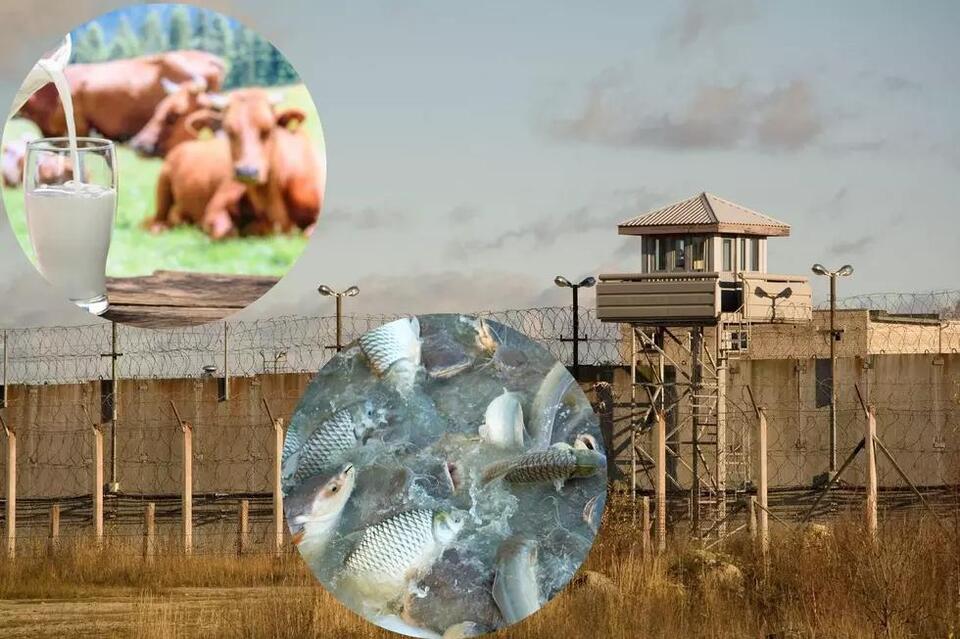 The Fascinating Reality of Colorado Prison Farms + the Food - NewsBreak