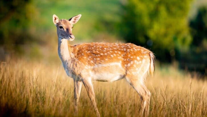 Top 10 Animals and Wildlife in Missouri - NewsBreak