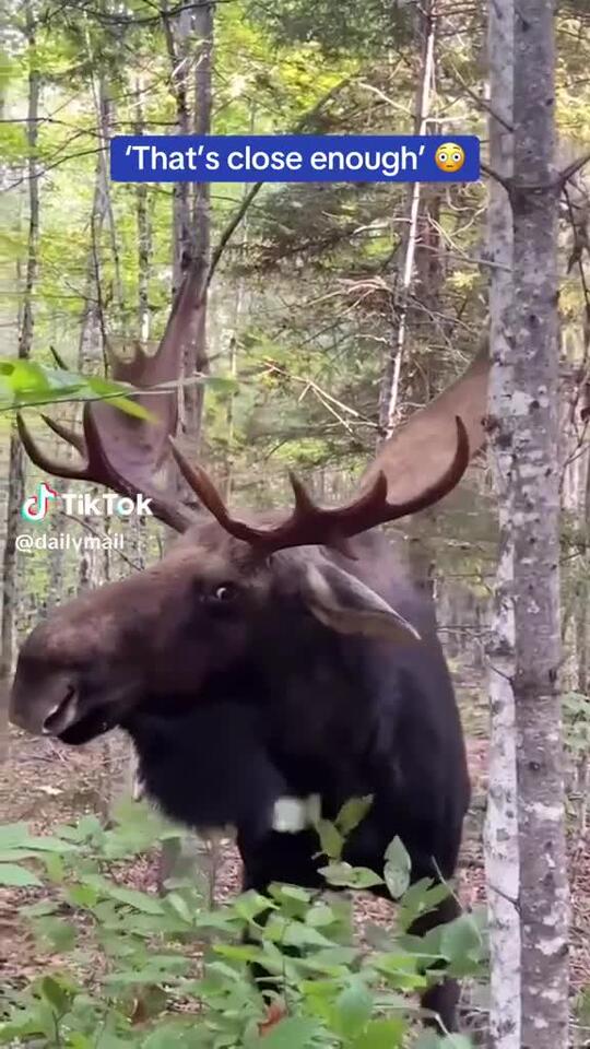 A man had a CLOSE call with a moose as it stared him down then charged ...