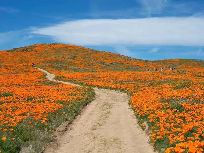This Dreamy Flower Reserve In Lancaster Will Make You Feel Like You’re ...
