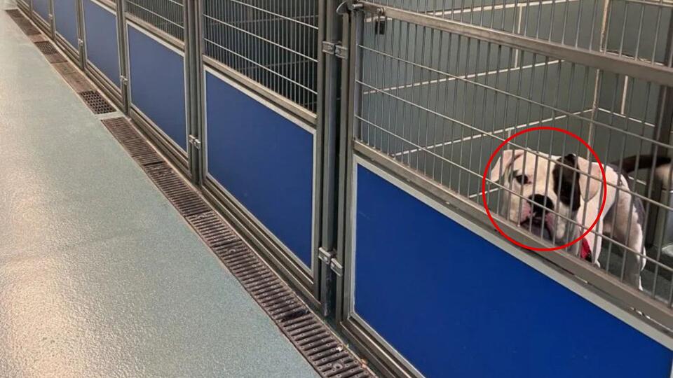 Illinois Shelter Dog Watches Every Kennel Empty And Wonders When ...