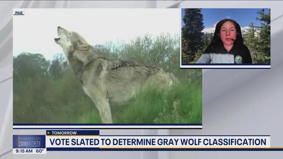 Vote slated to determine gray wolf reclassification - NewsBreak