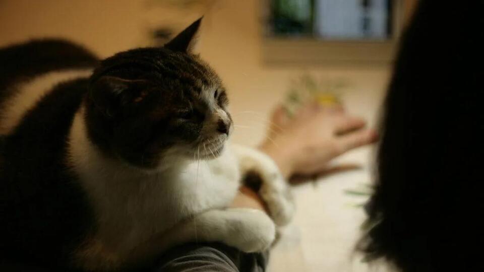 What It Means When Your Cat Places Its Paw on Your Arm - NewsBreak