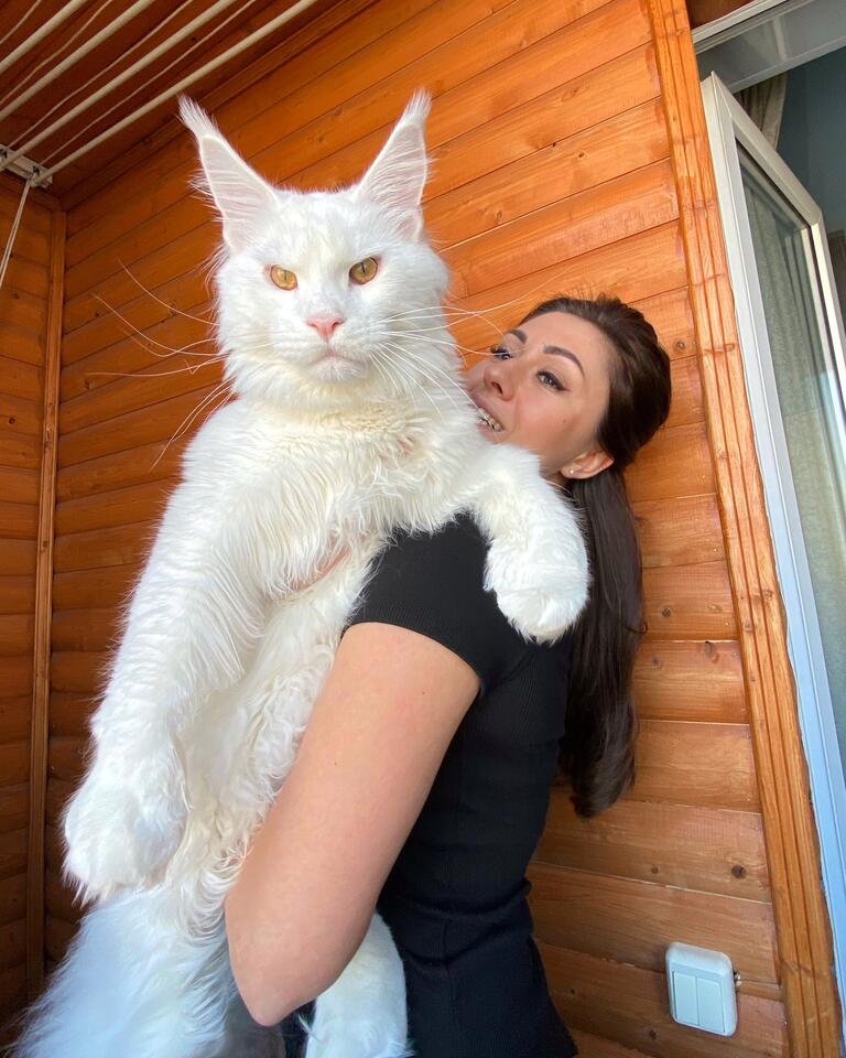 Giant cat looks set to break world record after weighing in at 27.5lb ...
