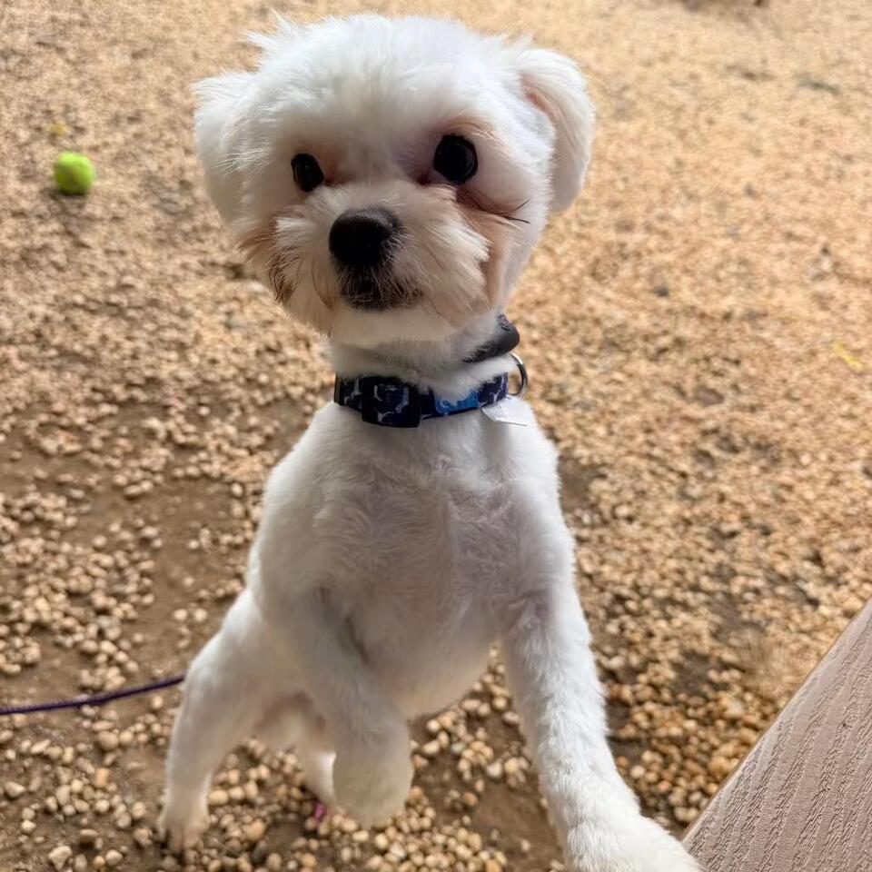 🐶 Playful & Loving Dogs Ready for Adoption in Tinton Falls - NewsBreak