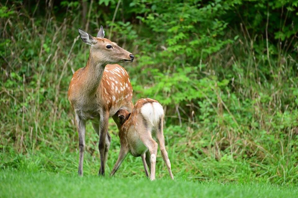 First Wild Deer CWD Case Hits Genesee County - NewsBreak