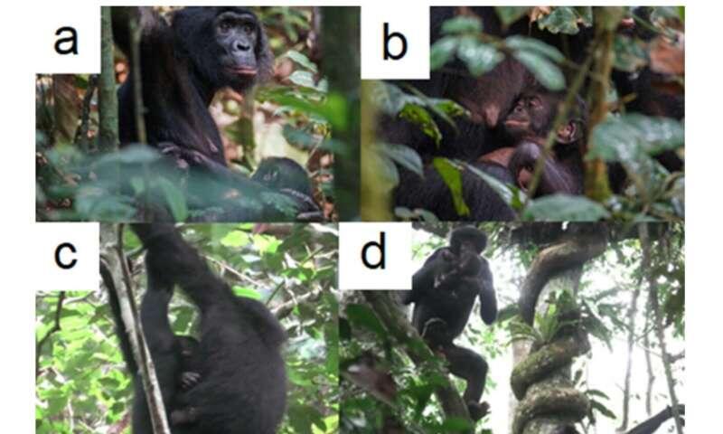 Bonobos' peaceful reputation cracks after a rival group attack leaves ...