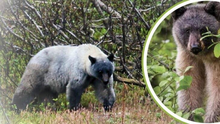 8 Facts Scientists Finally Know About North America’s Rarest and Most ...
