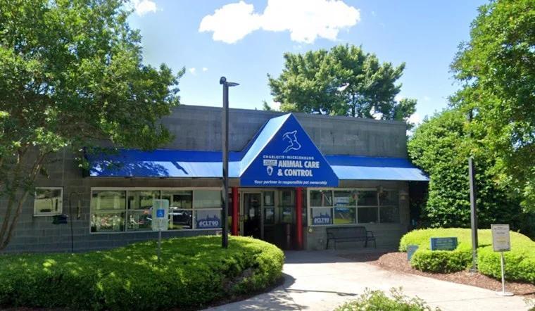 From Shelter Life to TikTok Fame, Nicki the Cat Becomes San Francisco's ...