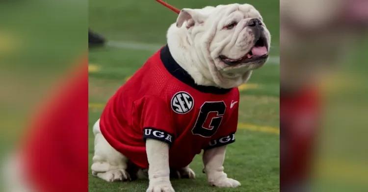 Rest In Peace Que: Outpouring Of Love As University Of Georgia Mascot ...