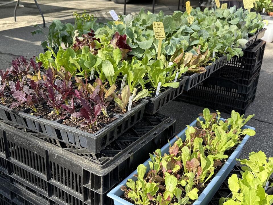 Surry County Farmers Market kicks off 2025 Season with fresh locations ...