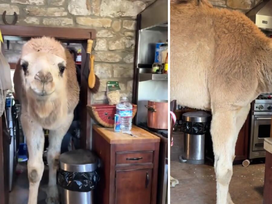 Viral Video Shows Hilarious Outcome When Resident Pet Camel Got Into ...