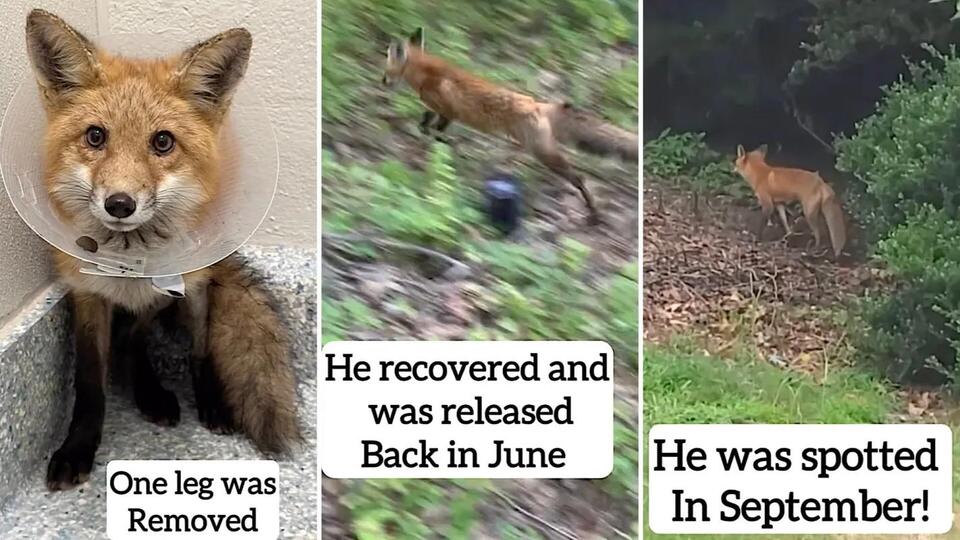 Wildlife rescue shares update on three-legged fox caught in chain-link ...