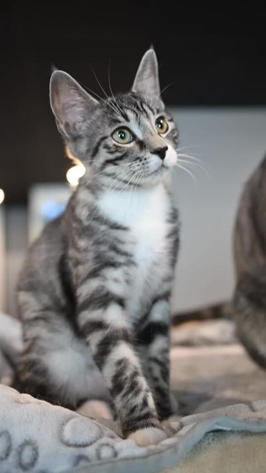 Want to spend some time with cats? Or just have some quiet time? Check ...