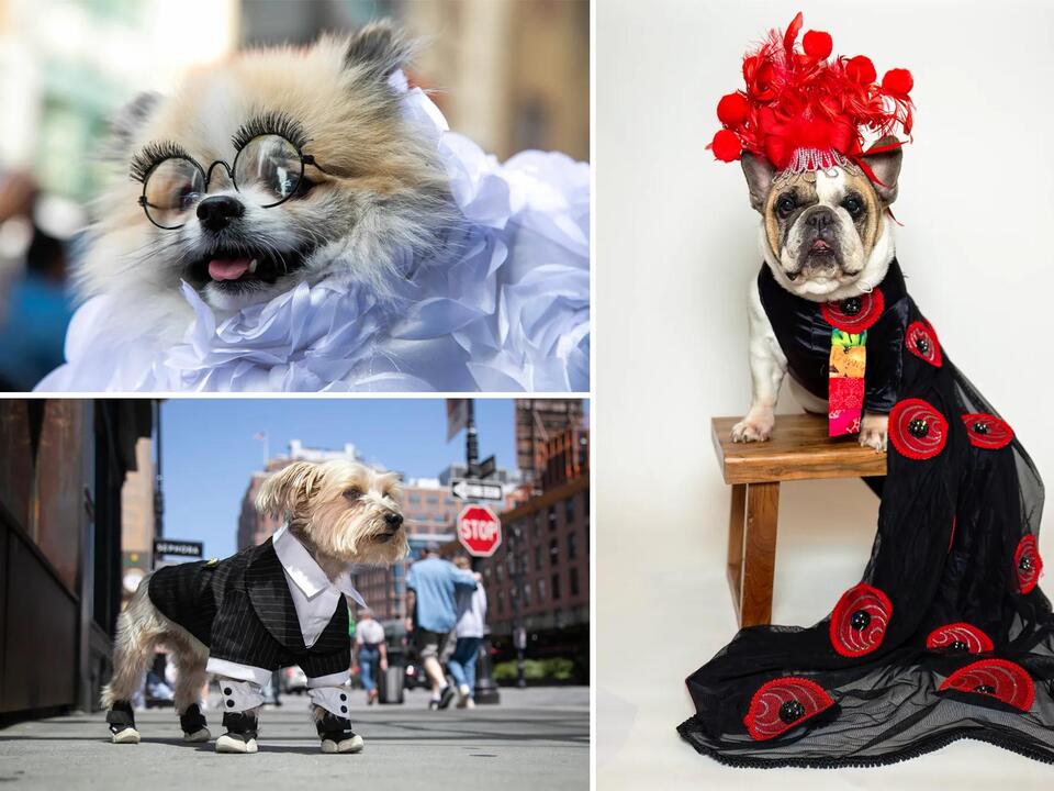 NYU’s Pet Gala canceled amid protests, but these NYC pups are still ...