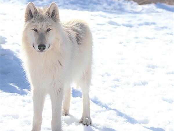 Chewed over 25 years, wolf center upgrades are finally approved - NewsBreak