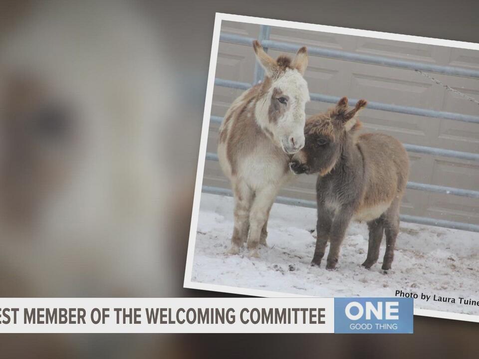 After his best friend passed away, a Holland farm had to find a new ...