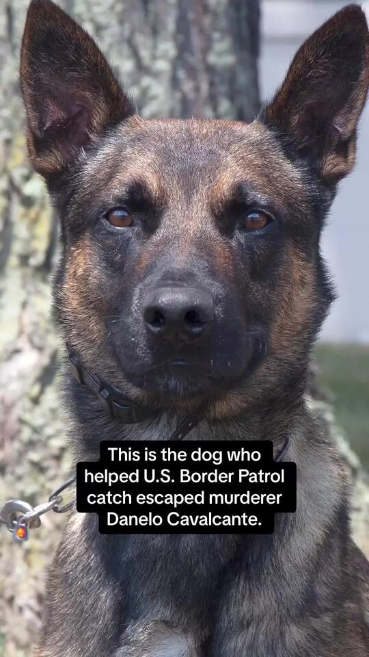 This is Yoda, a 4-year-old Belgian Malinois serving with the U.S ...