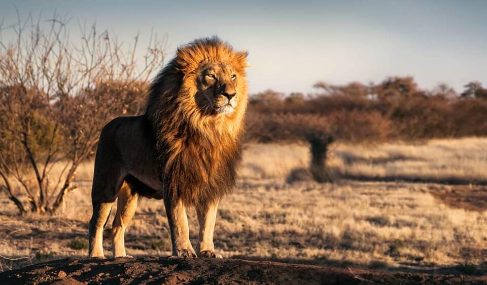 African Lion vs. Asiatic Lion: Discover the Key Differences in Size ...