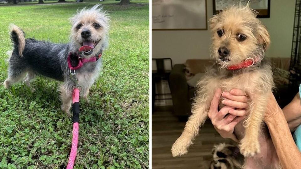 Abused Yorkie Transforms Into 'Social Butterfly' Now Ready for Her ...