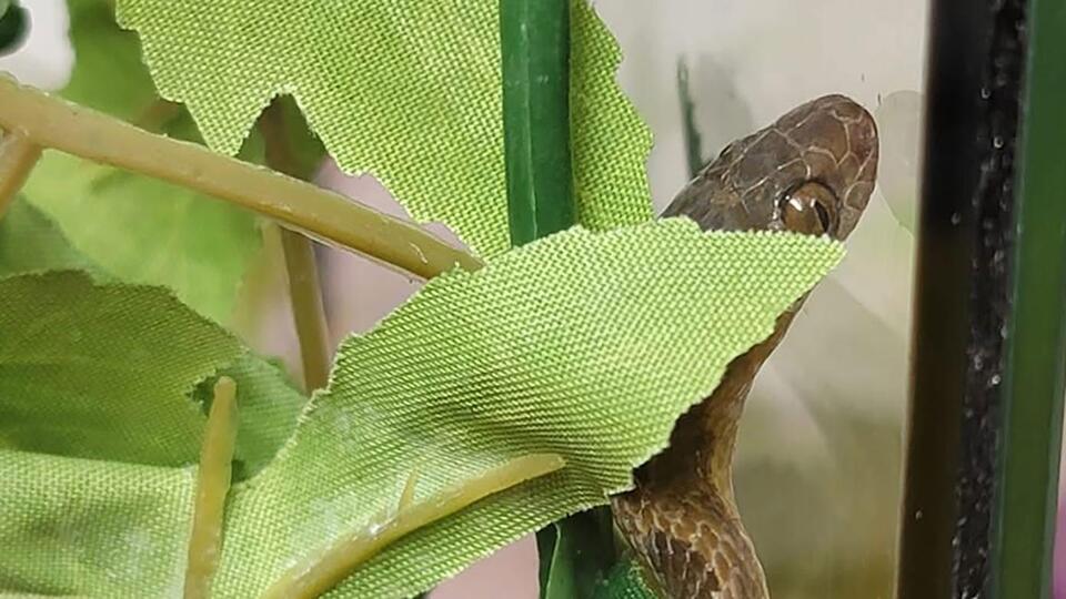 Grocery Store Employees Find Venomous Snake Slithering in Bananas ...