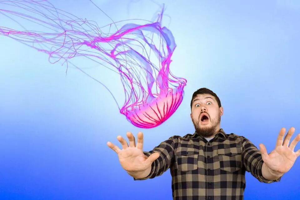 Here’s What You Need To Do If You Get Stung By A Jellyfish In New ...