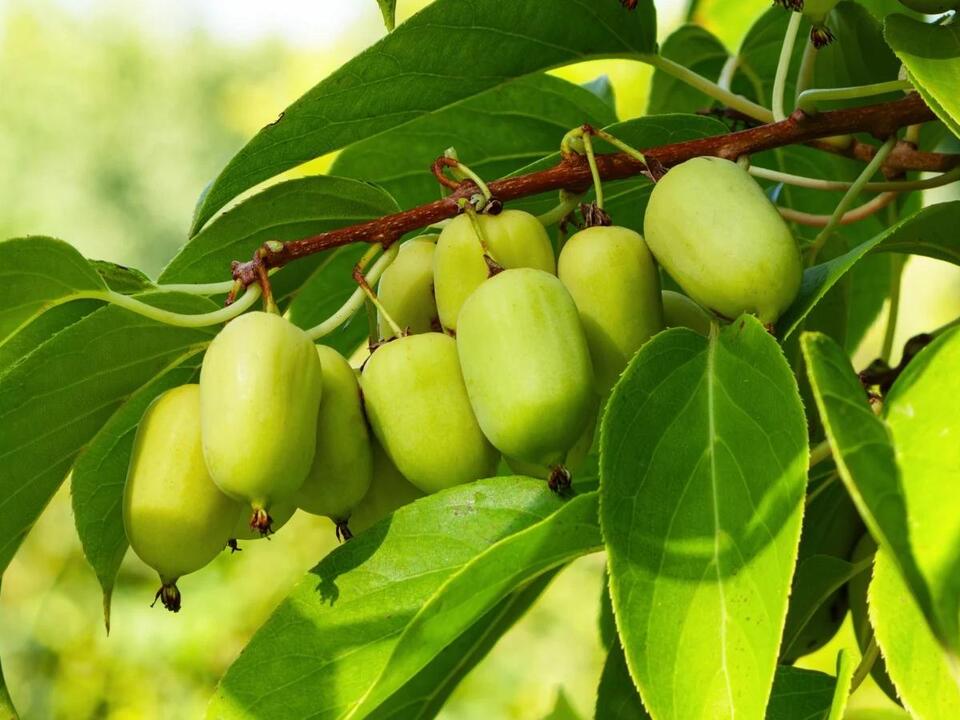 How to Plant, Grow, and Care for ‘Prolific’ Hardy Kiwi Vines