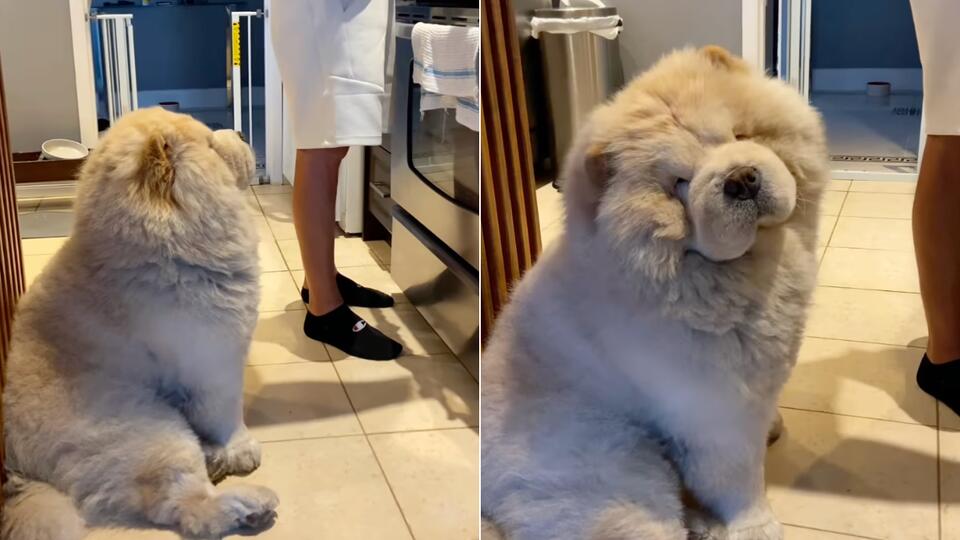 Video: Chow Chow Patiently Watches Dad as He Prepares Food - NewsBreak