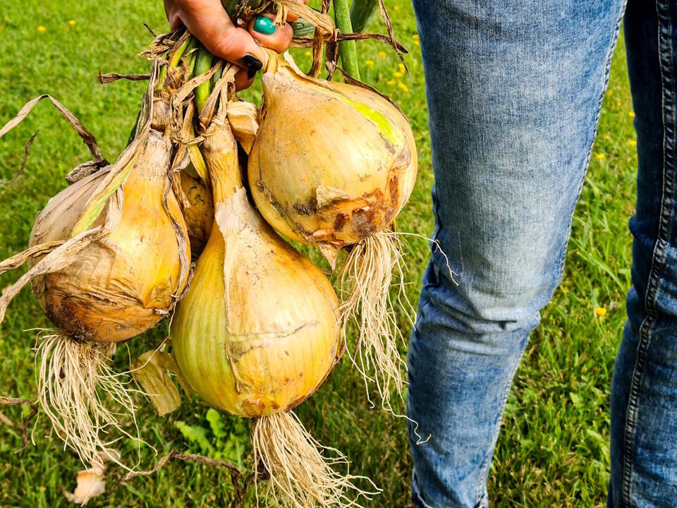 How to grow bigger onions – 5 tips from a professional kitchen gardener