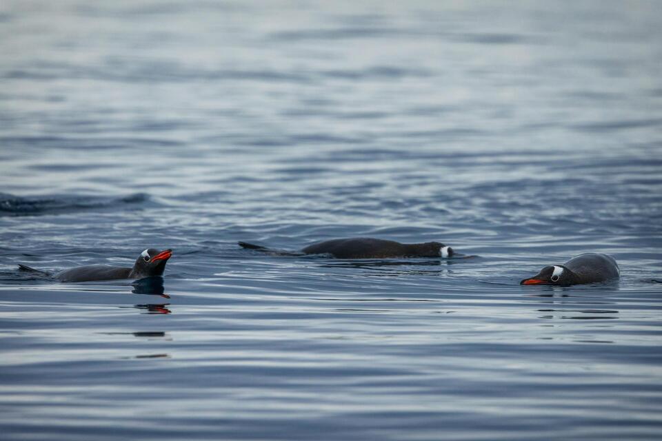 eFuels Power Antarctic Tourism in Renewed Alliance - NewsBreak