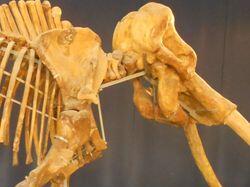 This Is How Neanderthals Managed To Take Down Giant Elephants 125,000 Years Ago