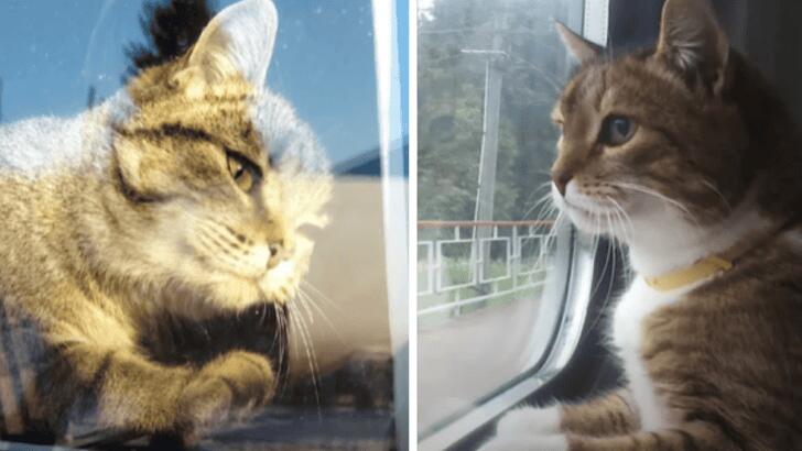 Snowball The Cat Was Left Abandoned By His Family On Train Journey Home ...